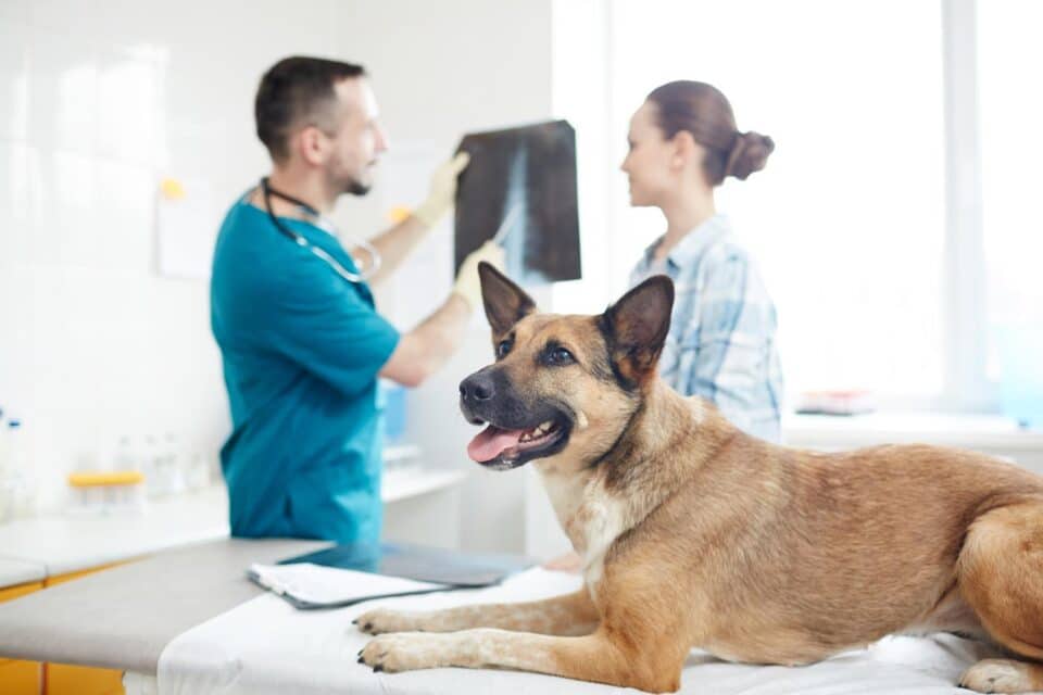Diagnostics - Athens Animal Medical Clinic